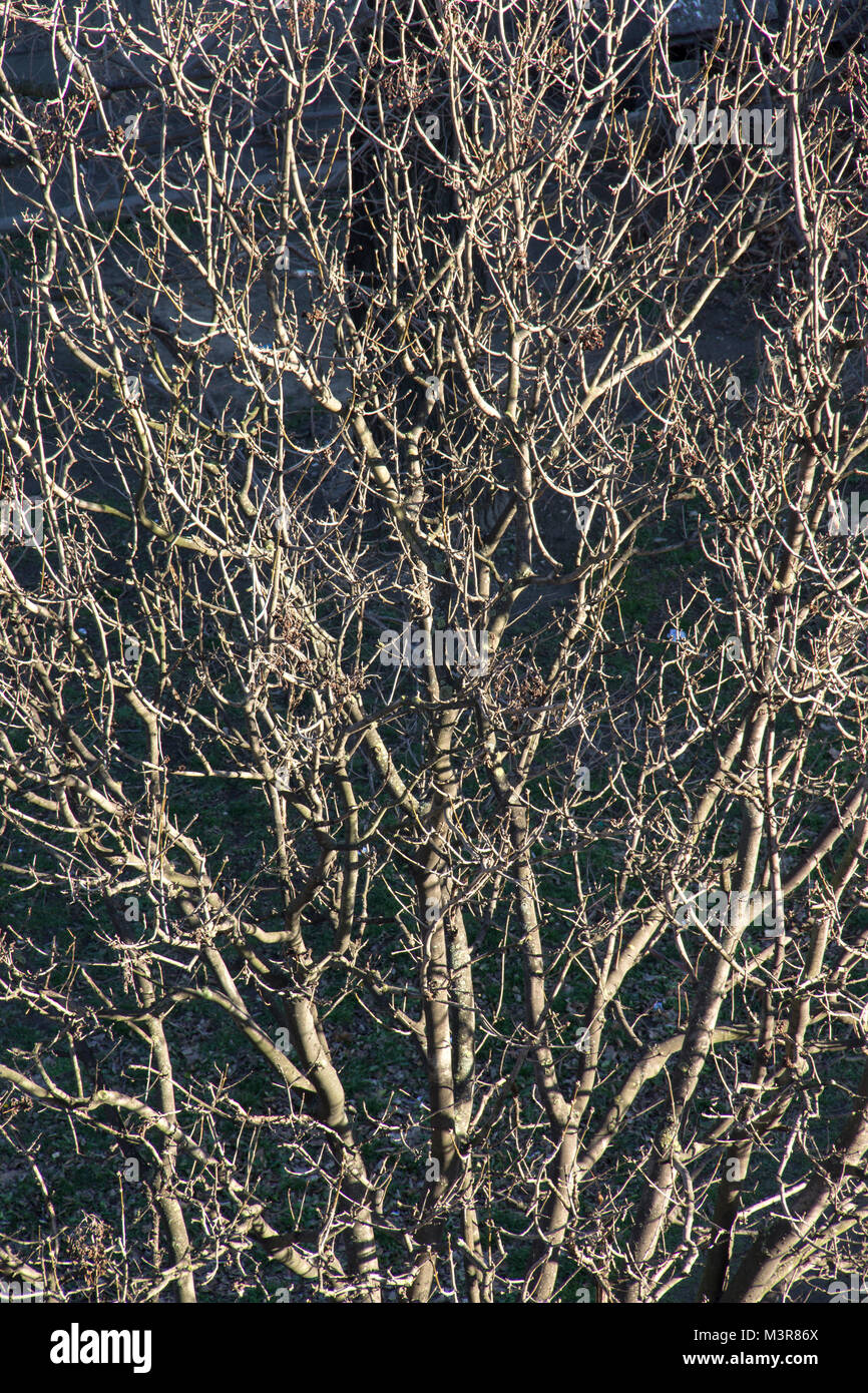 Branches Forming A Tree Crown Stock Photo - Alamy