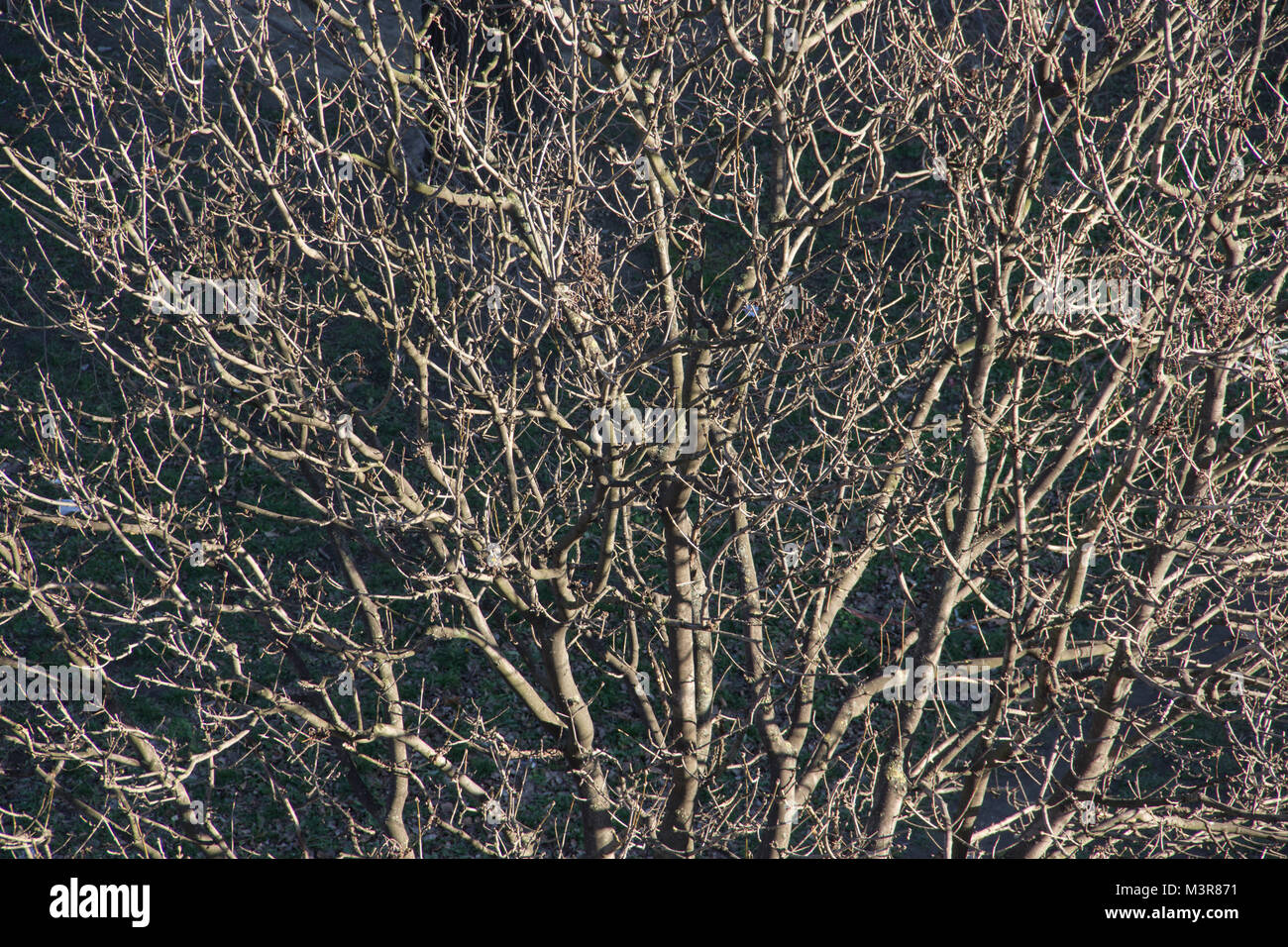 Branches Forming A Tree Crown Stock Photo - Alamy