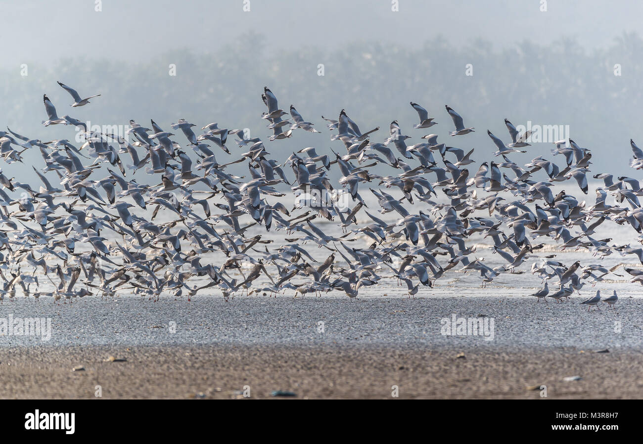 Flock of brown-headed gulls flying around on the beach Stock Photo - Alamy