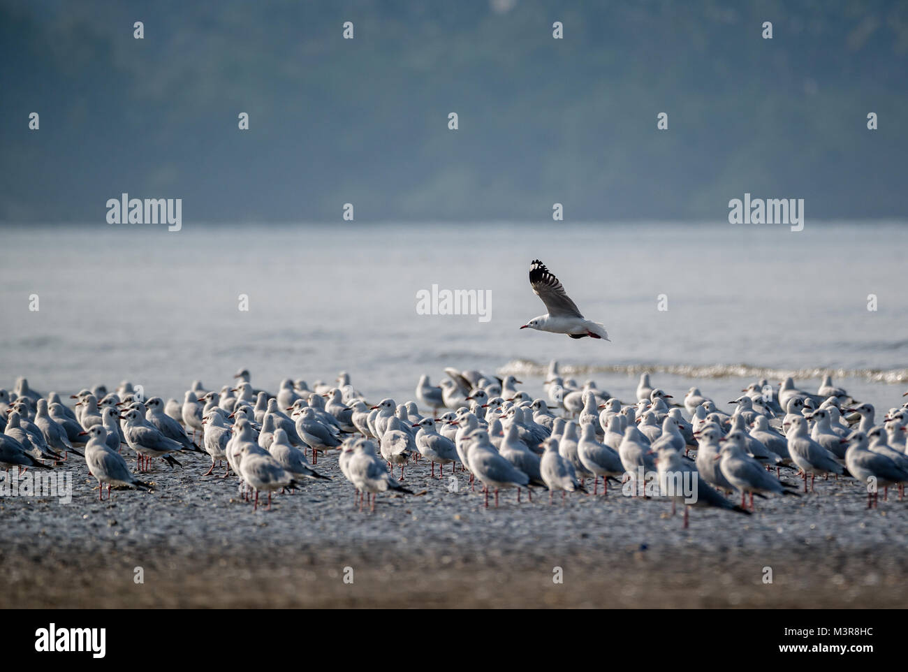 Gull Flock On A Beach High Resolution Stock Photography and Images - Alamy
