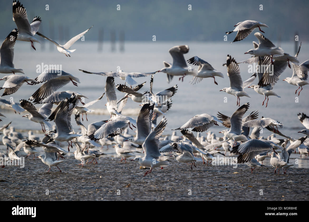 A flock of brown headed gulls flying off from the beach Stock Photo - Alamy
