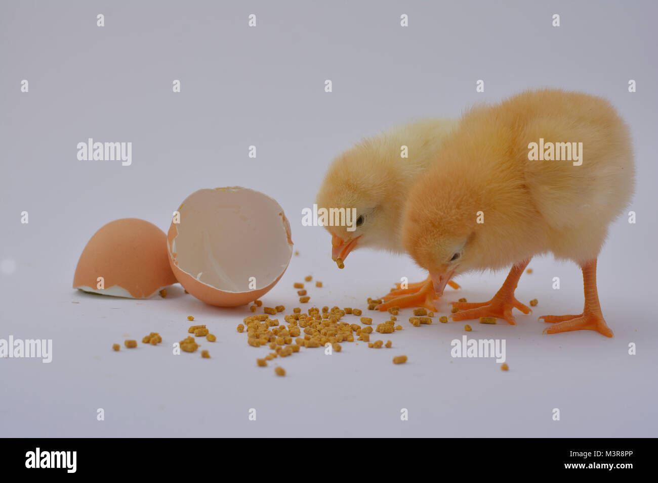 Newborn chicken chicks eating fodder with broken egg on white ...