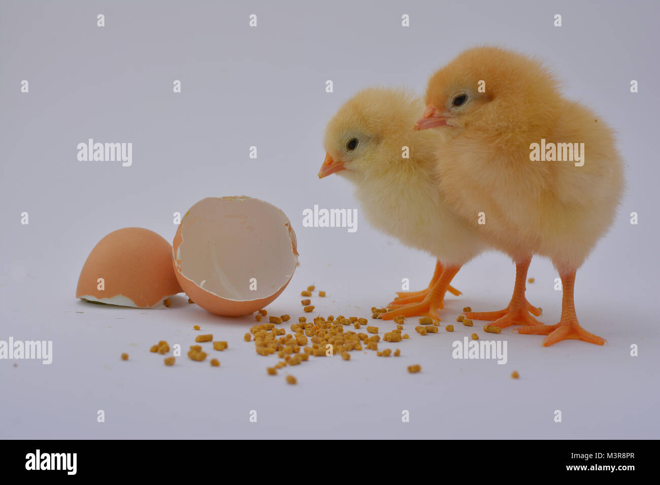 Newborn chicken chicks eating fodder with broken egg on white ...