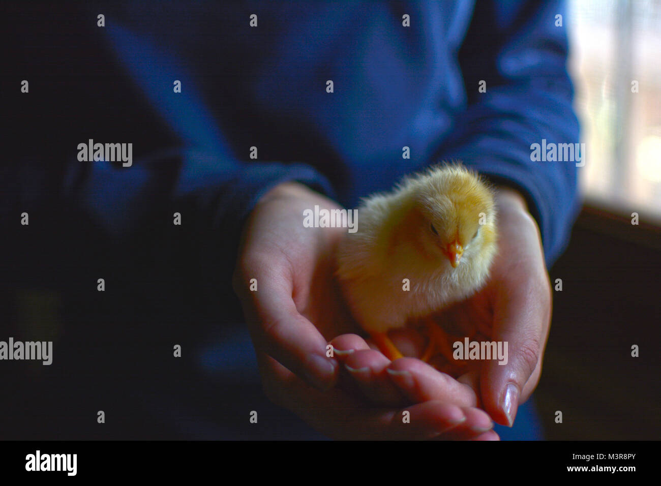 Chick hands hi-res stock photography and images - Alamy