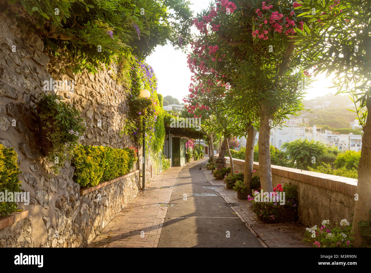 Pathway full of flowers on Capri Island, Italy Stock Photo - Alamy