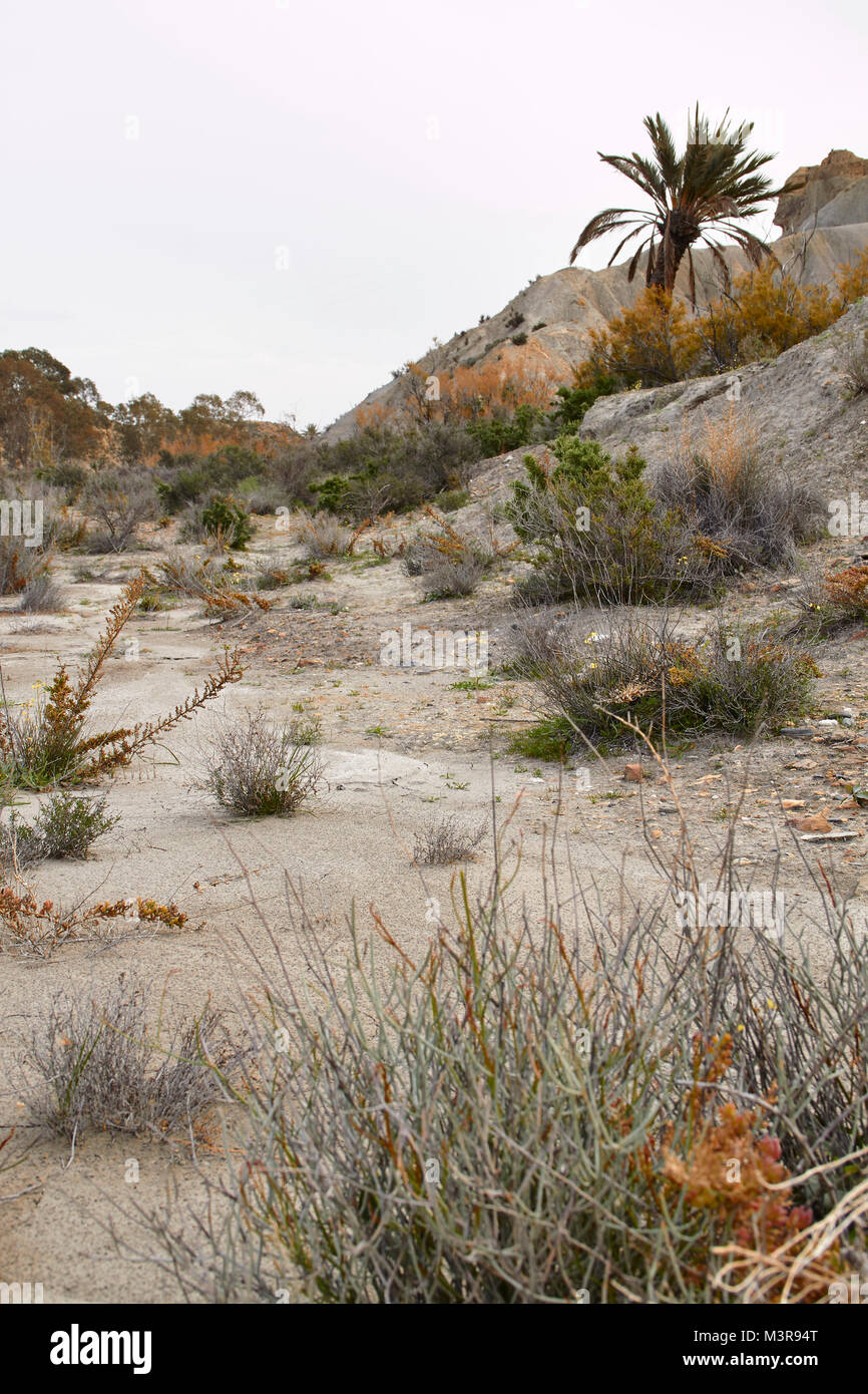 Desert Vegetation