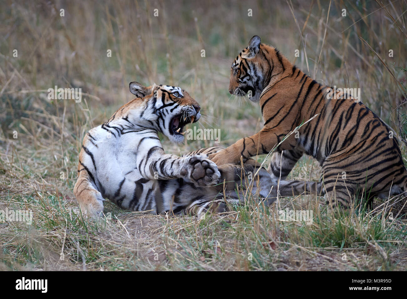 Bengal tiger teeth claws hi-res stock photography and images - Alamy