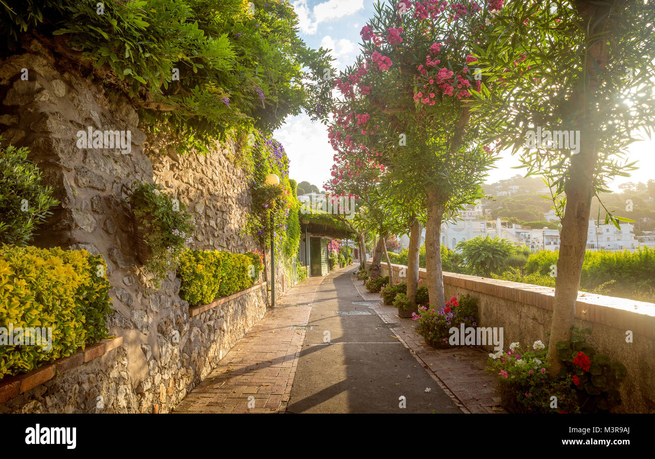Beautiful alley full of trees and flowers on Capri Island, Italy Stock ...