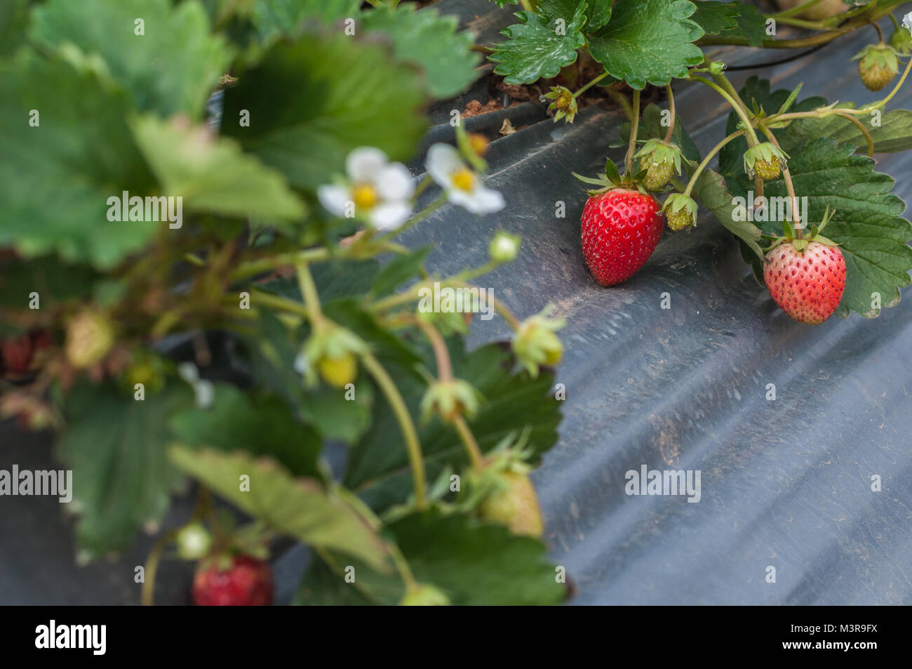 Close up Strawberry growing in farm garden with dew cold weather white ...