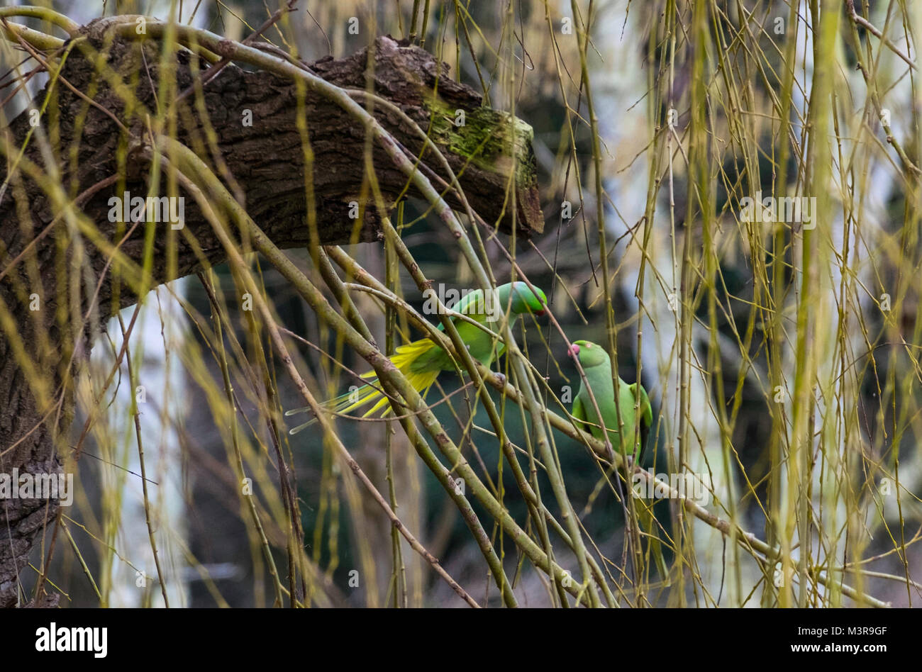 Parakeets kissing hi-res stock photography and images - Alamy