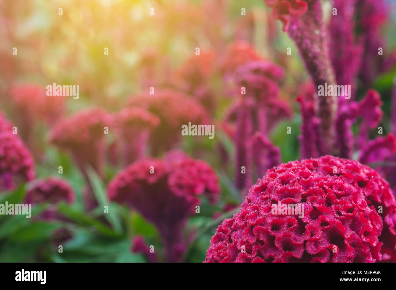 Celosia cristata cockscomb hi-res stock photography and images - Alamy