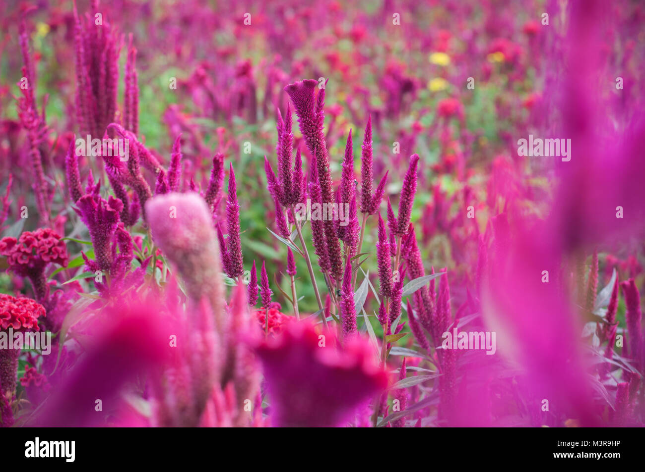 Red Chinese Wool Flower close up garden background outdoor, Celosia ...