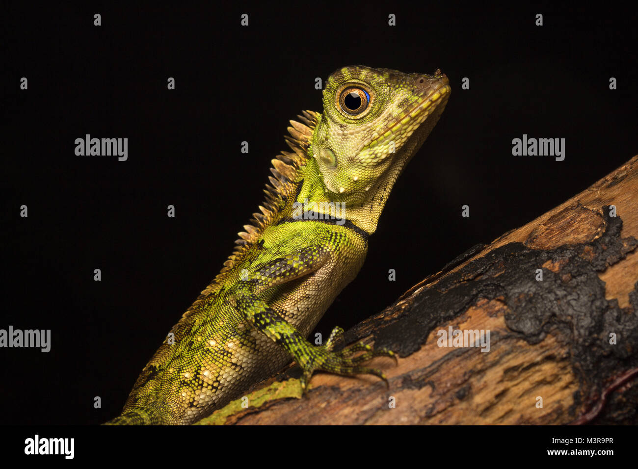Borneo Anglehead Lizard Stock Photo - Alamy