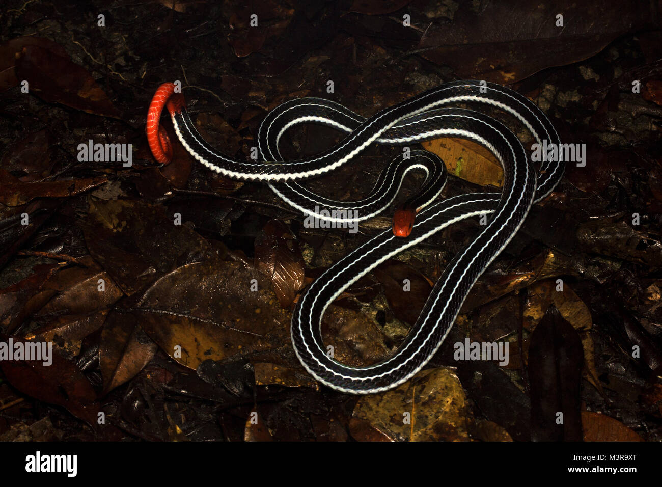 Snakes of borneo hi-res stock photography and images - Alamy