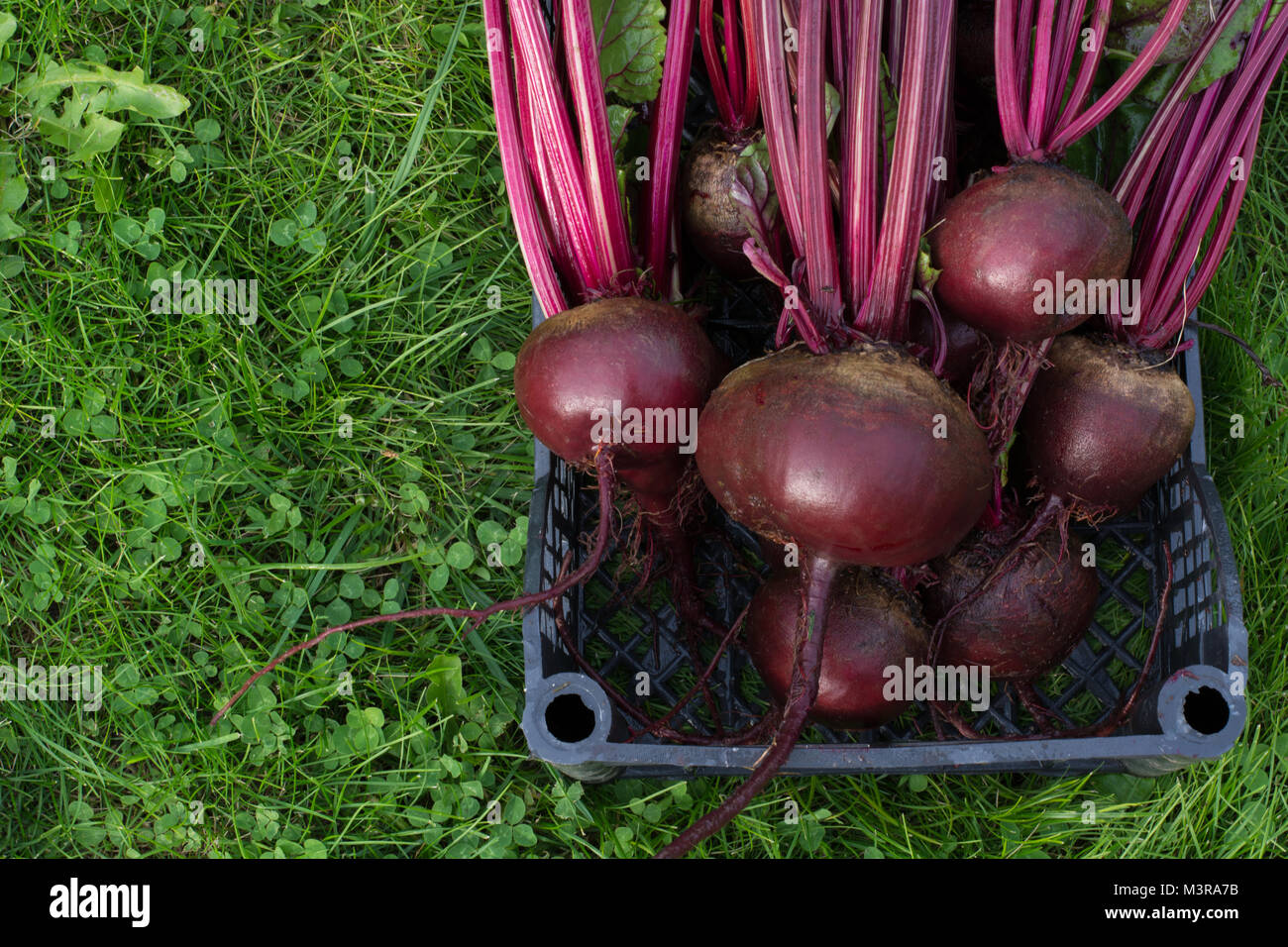 Fresh beets in box with green tops on green grass background Stock ...