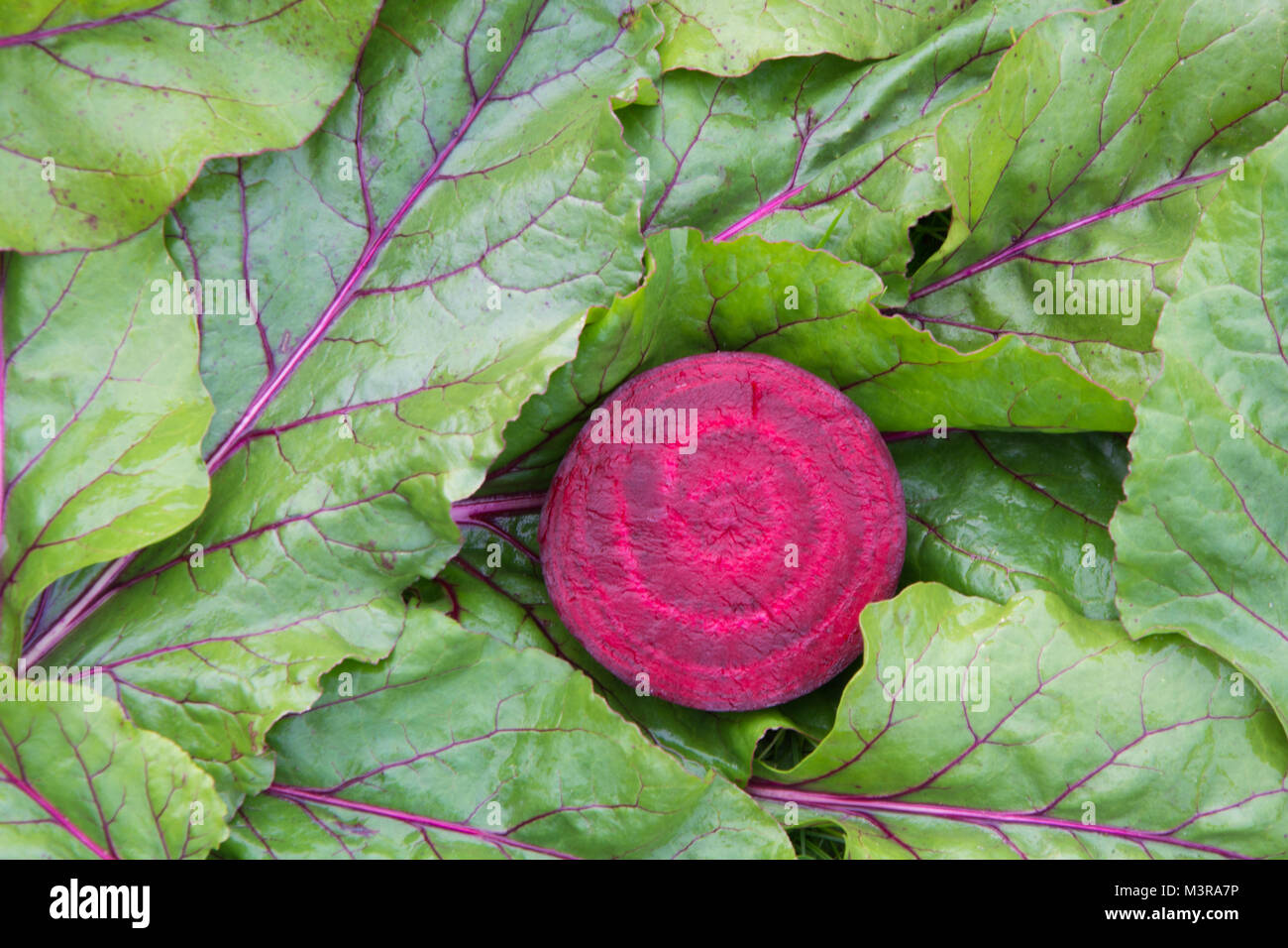 Raw beetroot sliced on leaves. Top view with copy space Stock Photo - Alamy