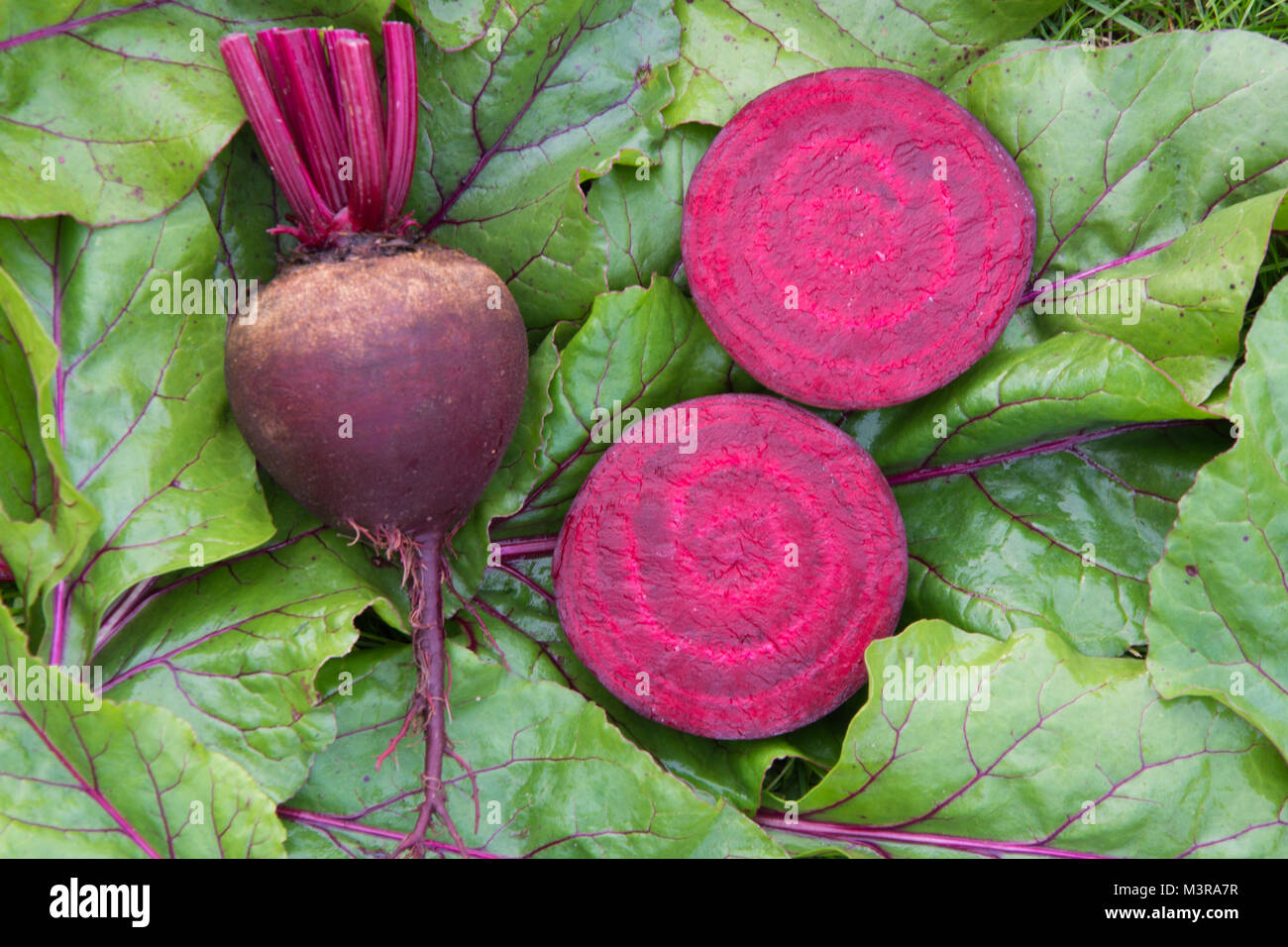 Raw beetroot sliced on leaves. Top view with copy space Stock Photo - Alamy