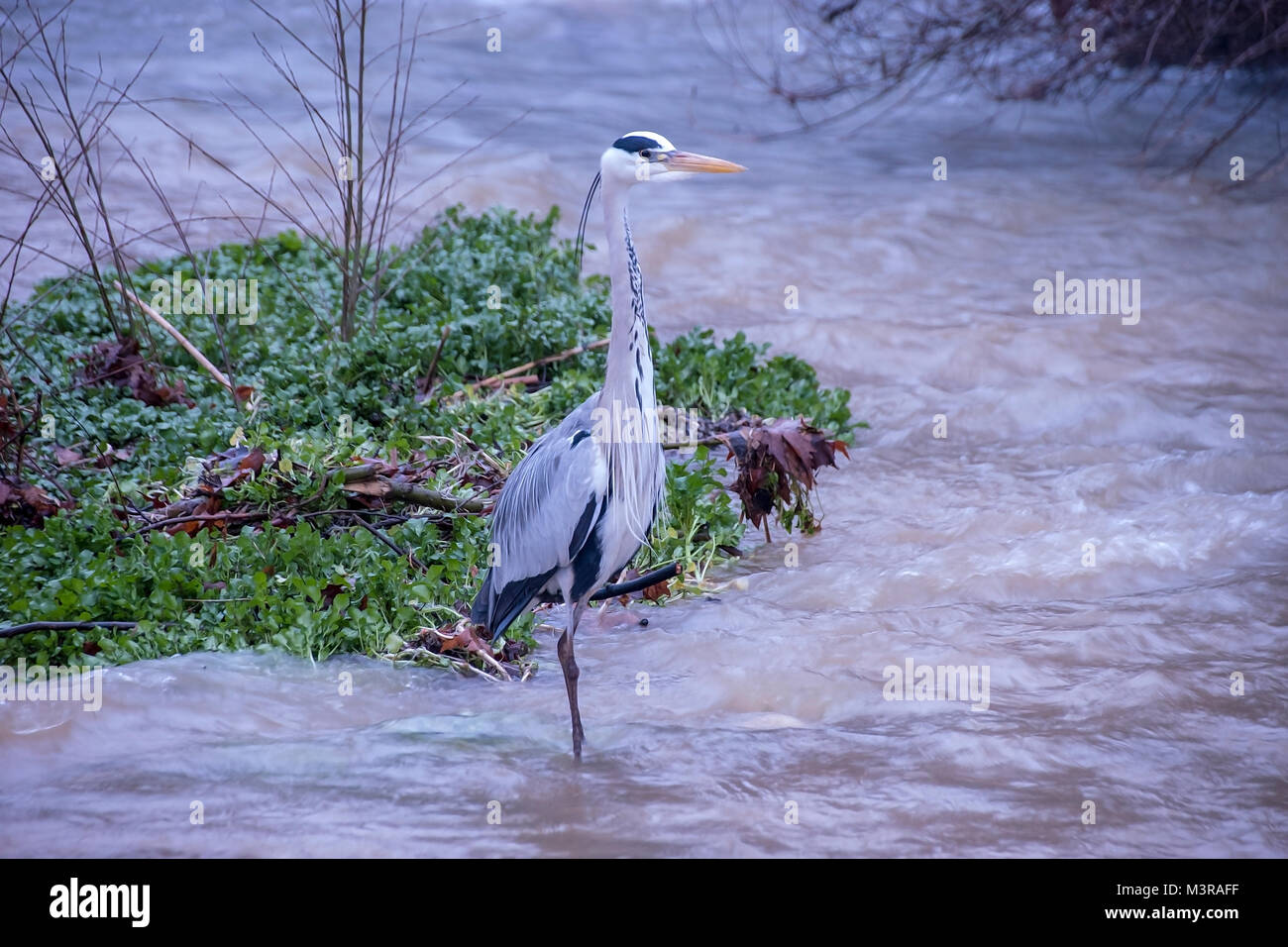 Grey Heron inside the river Stock Photo - Alamy