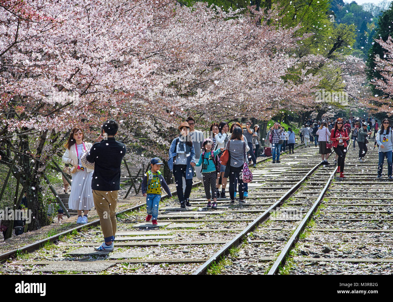 Japan, Honshu island, Kansai, Kyoto, cherry blossoms, Hanami Stock ...