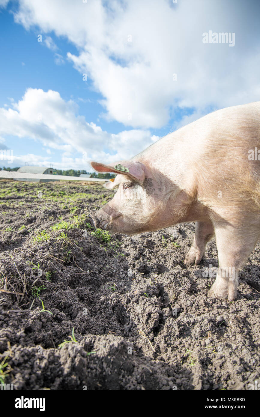 Happy pig on an organic farm in the UK Stock Photo - Alamy