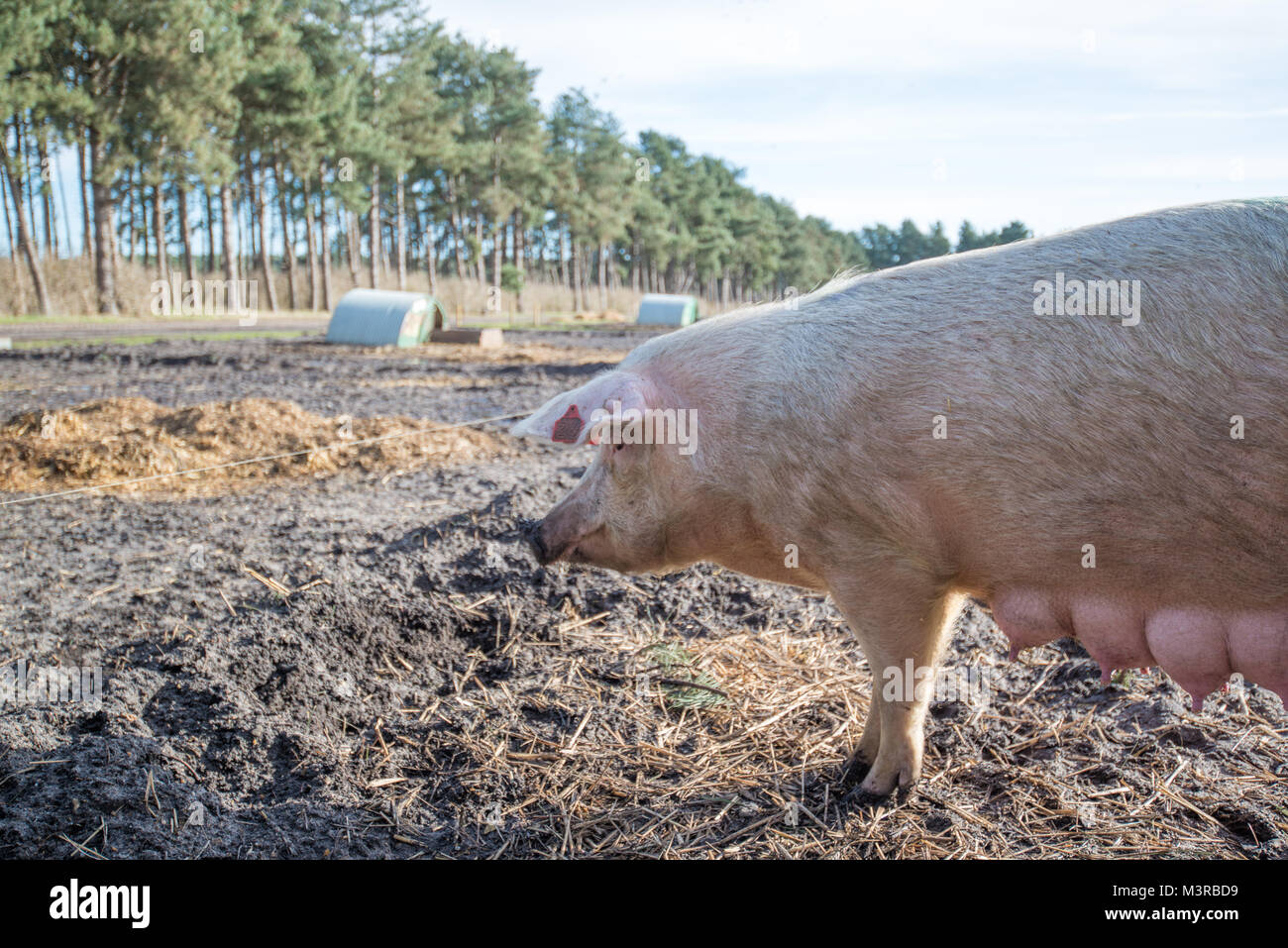 Happy pig on an organic farm in the UK Stock Photo - Alamy