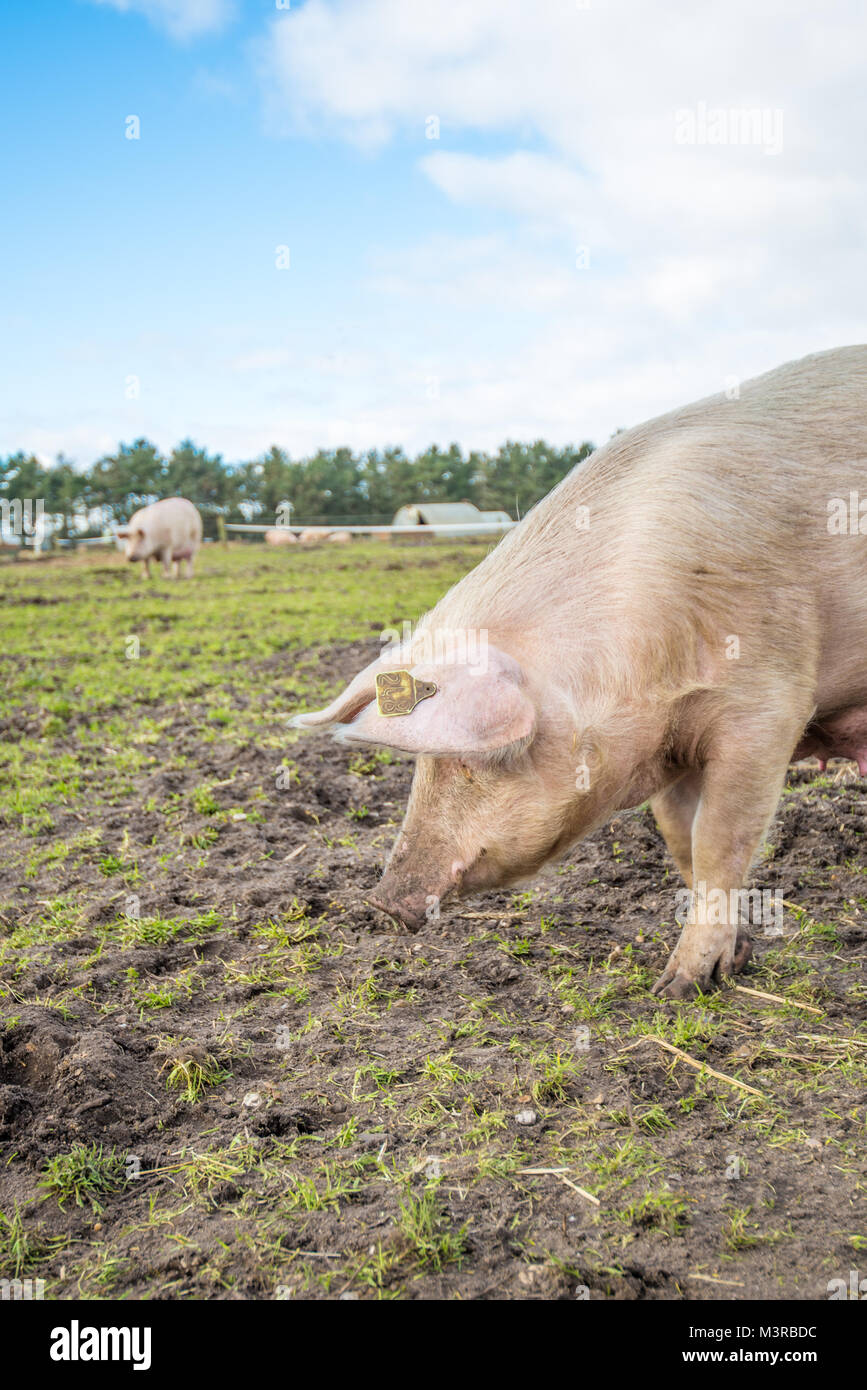 Happy pig on an organic farm in the UK Stock Photo - Alamy