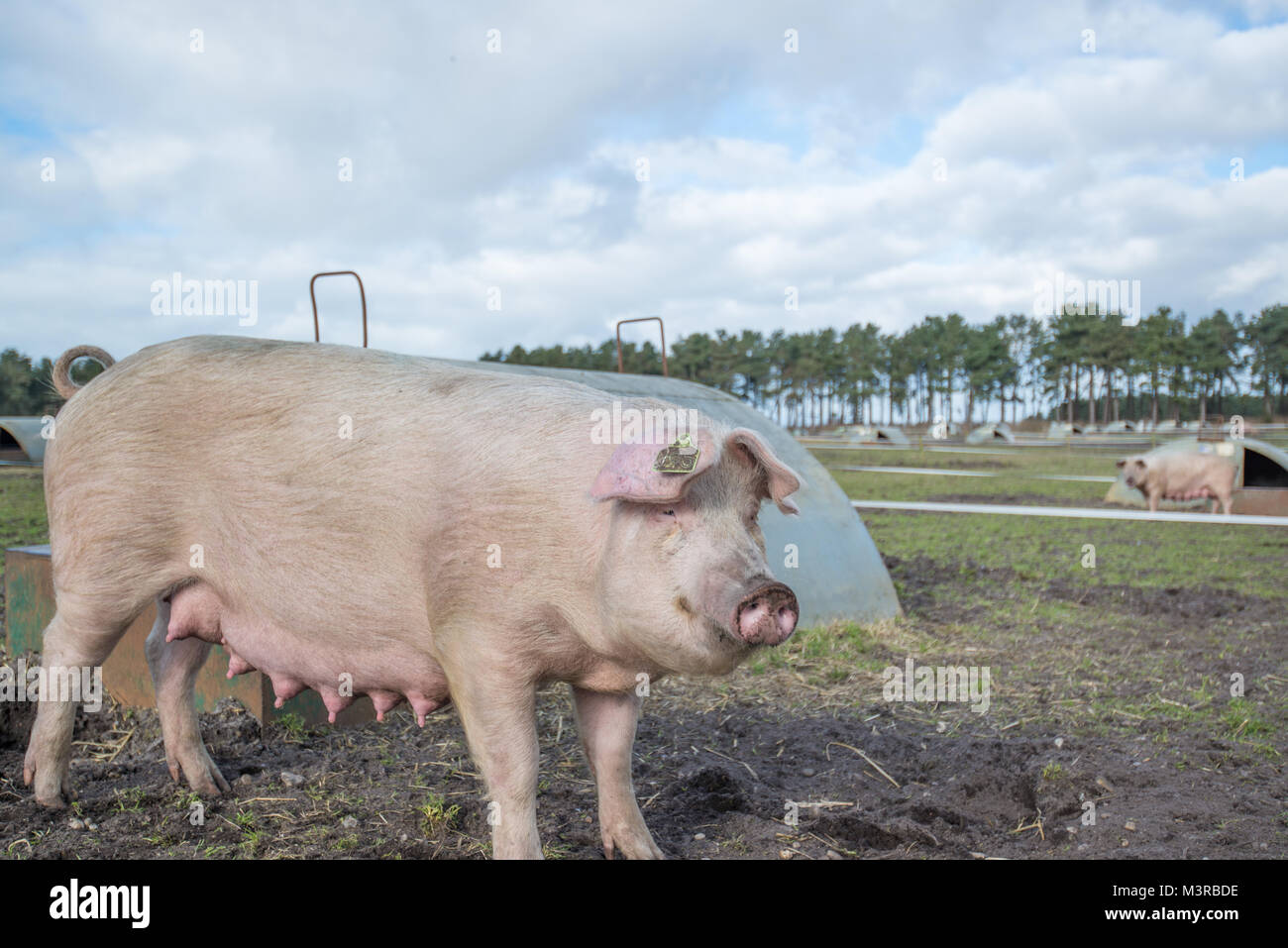 Happy pig on an organic farm in the UK Stock Photo - Alamy