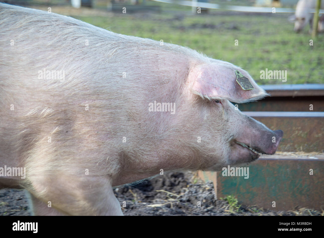 Happy pig on an organic farm in the UK Stock Photo - Alamy