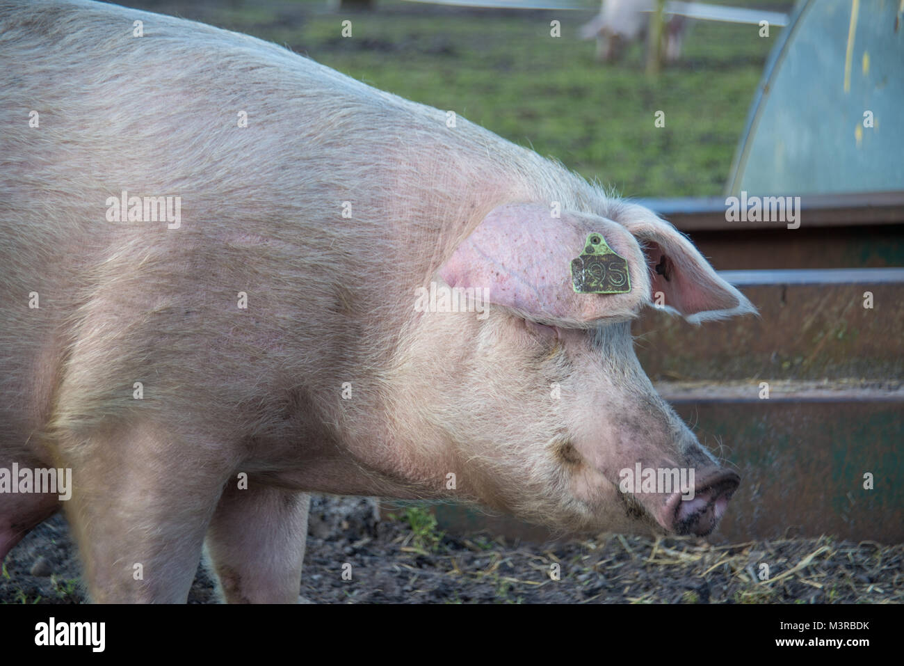 Happy pig on an organic farm in the UK Stock Photo - Alamy