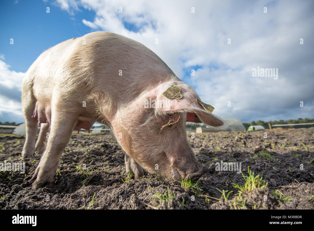 Happy pig in field hi-res stock photography and images - Alamy