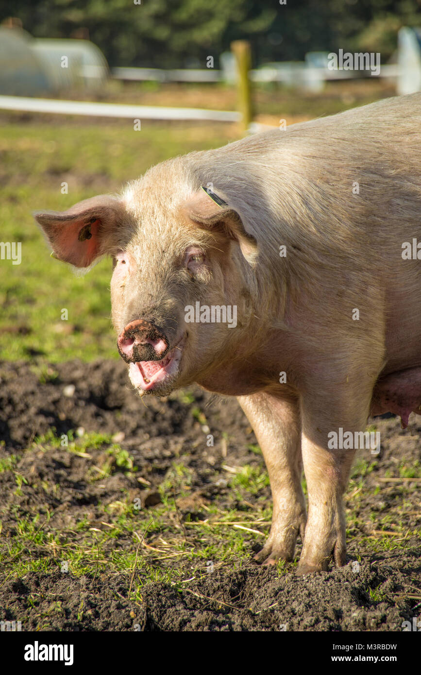 Happy pig on an organic farm in the UK Stock Photo - Alamy