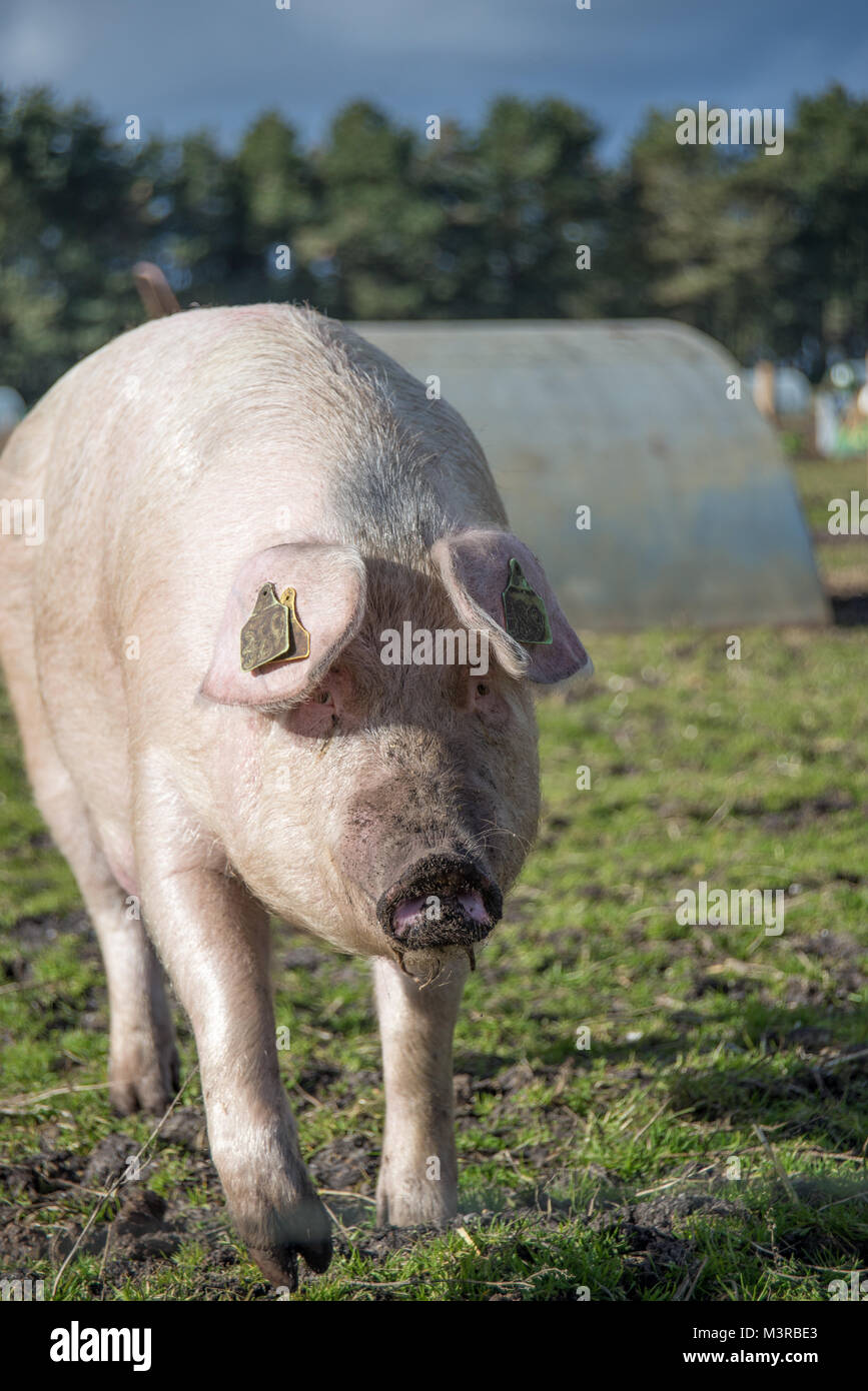 Uk organic farmer pigs hi-res stock photography and images - Alamy