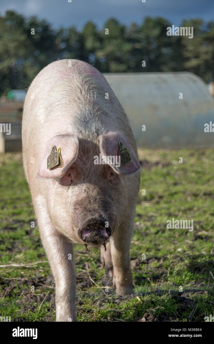 Happy pig on an organic farm in the UK Stock Photo - Alamy