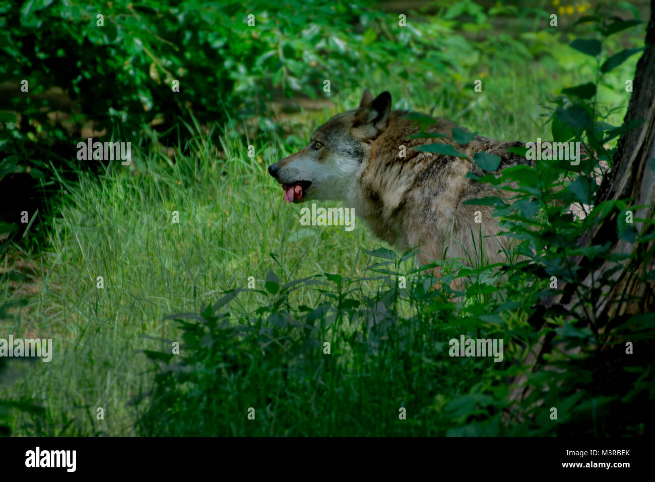 Wolf carrying off part of prey Stock Photo - Alamy