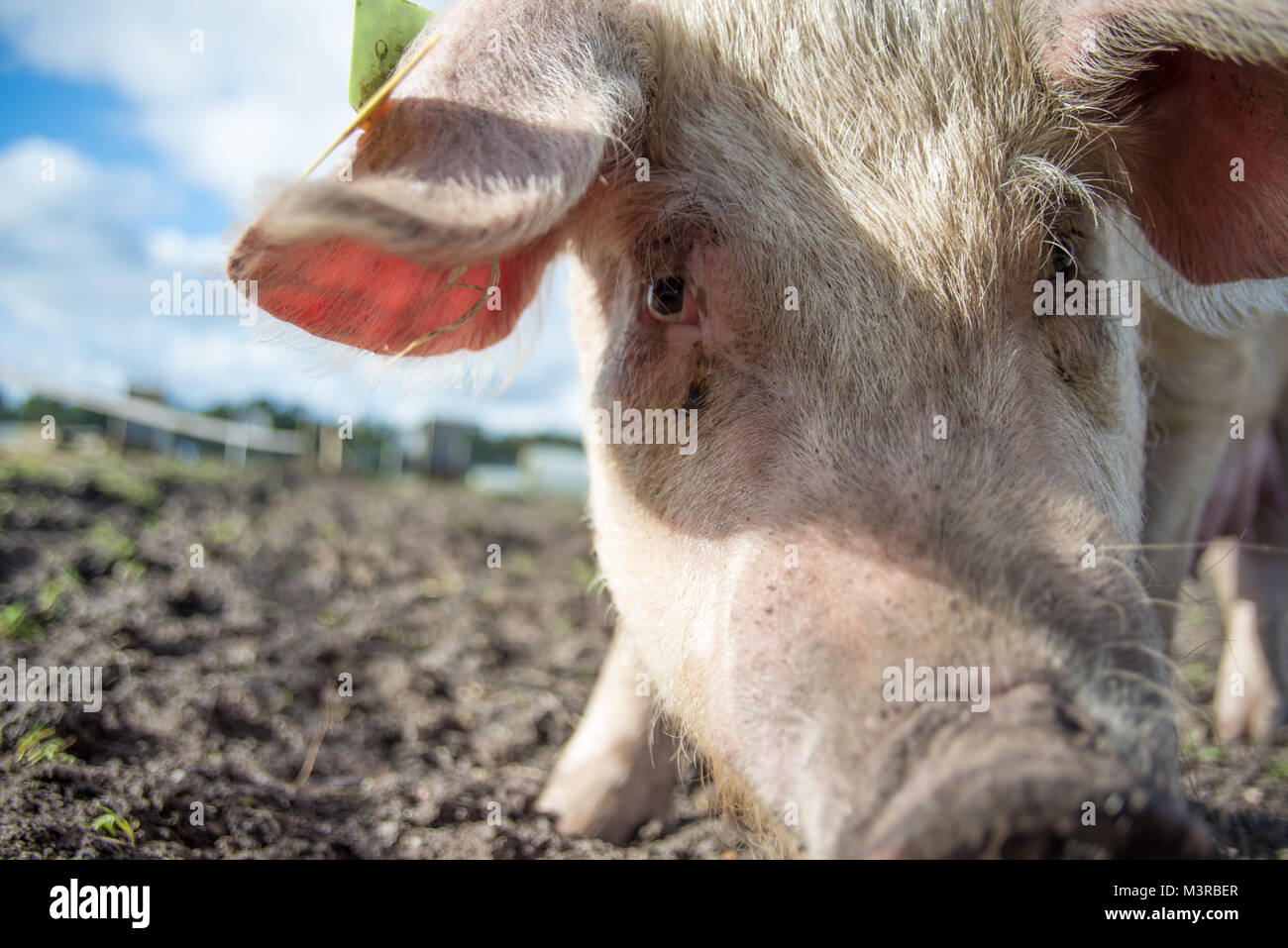 Happy pig on an organic farm in the UK Stock Photo - Alamy