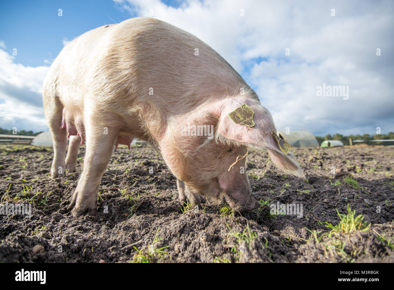 Happy pig on an organic farm in the UK Stock Photo - Alamy