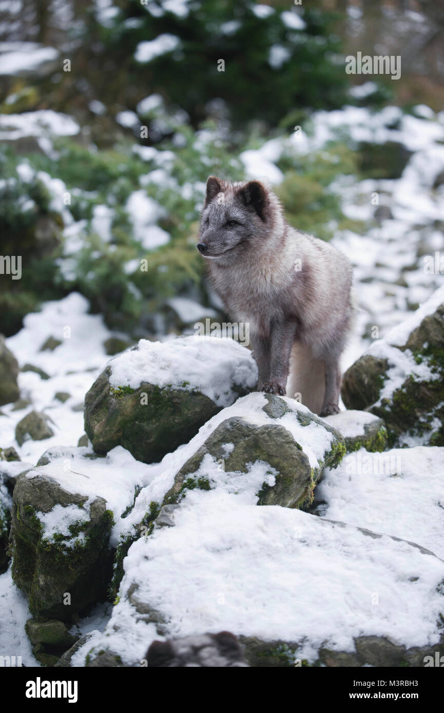 Winter Standing Portrait of Grey Polar Fox Stock Photo - Alamy