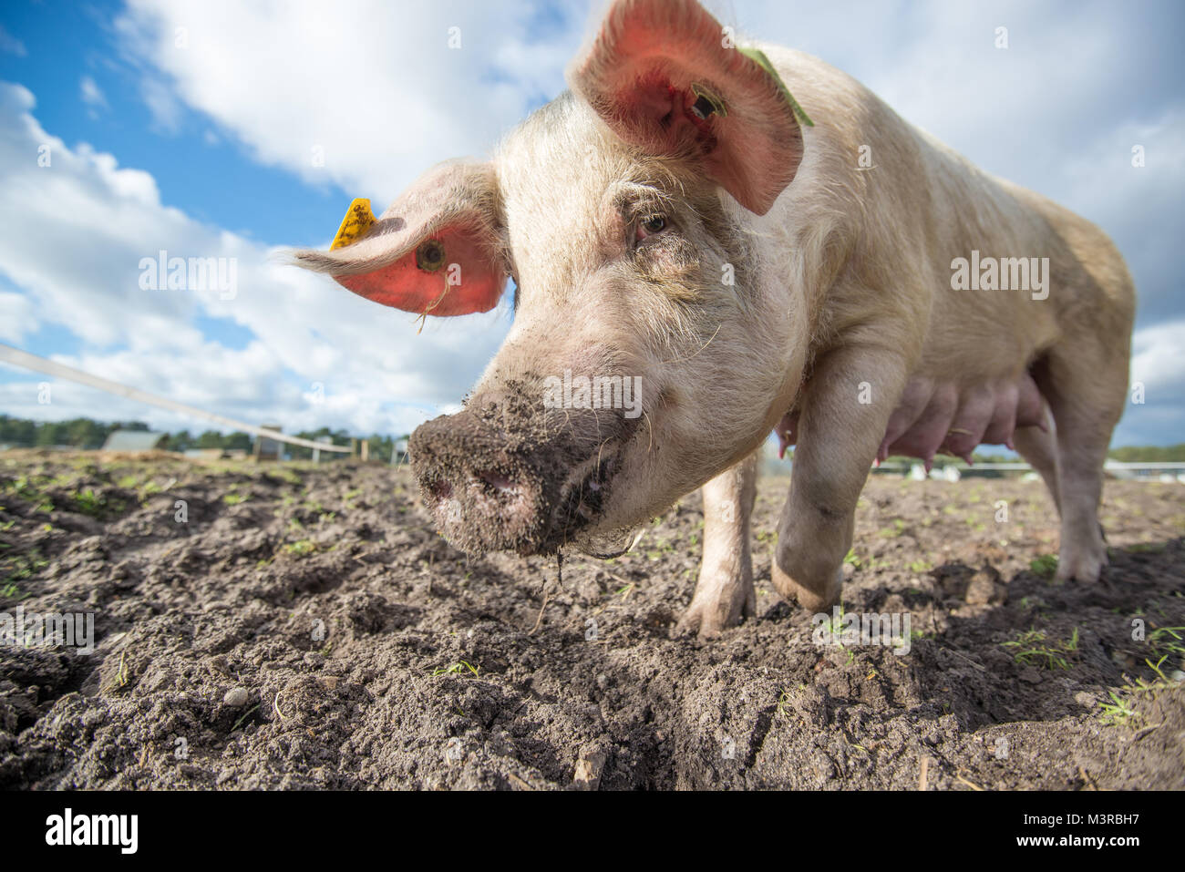 Pig on farm in uk hi-res stock photography and images - Alamy