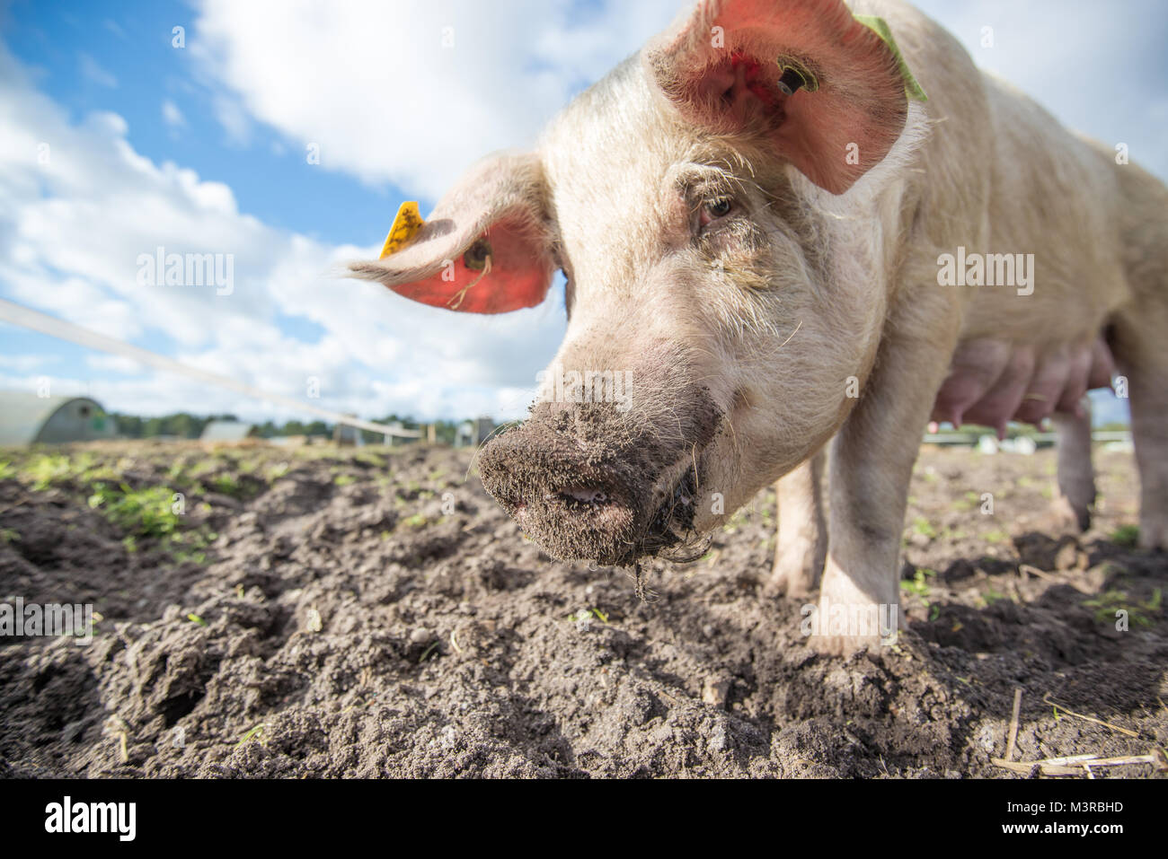 Happy pig on an organic farm in the UK Stock Photo - Alamy