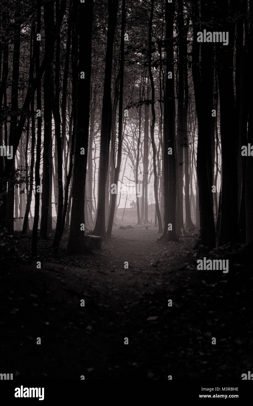 A path through the fog, Rügen in autumn Stock Photo - Alamy