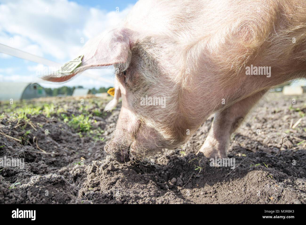 Happy pig on an organic farm in the UK Stock Photo - Alamy