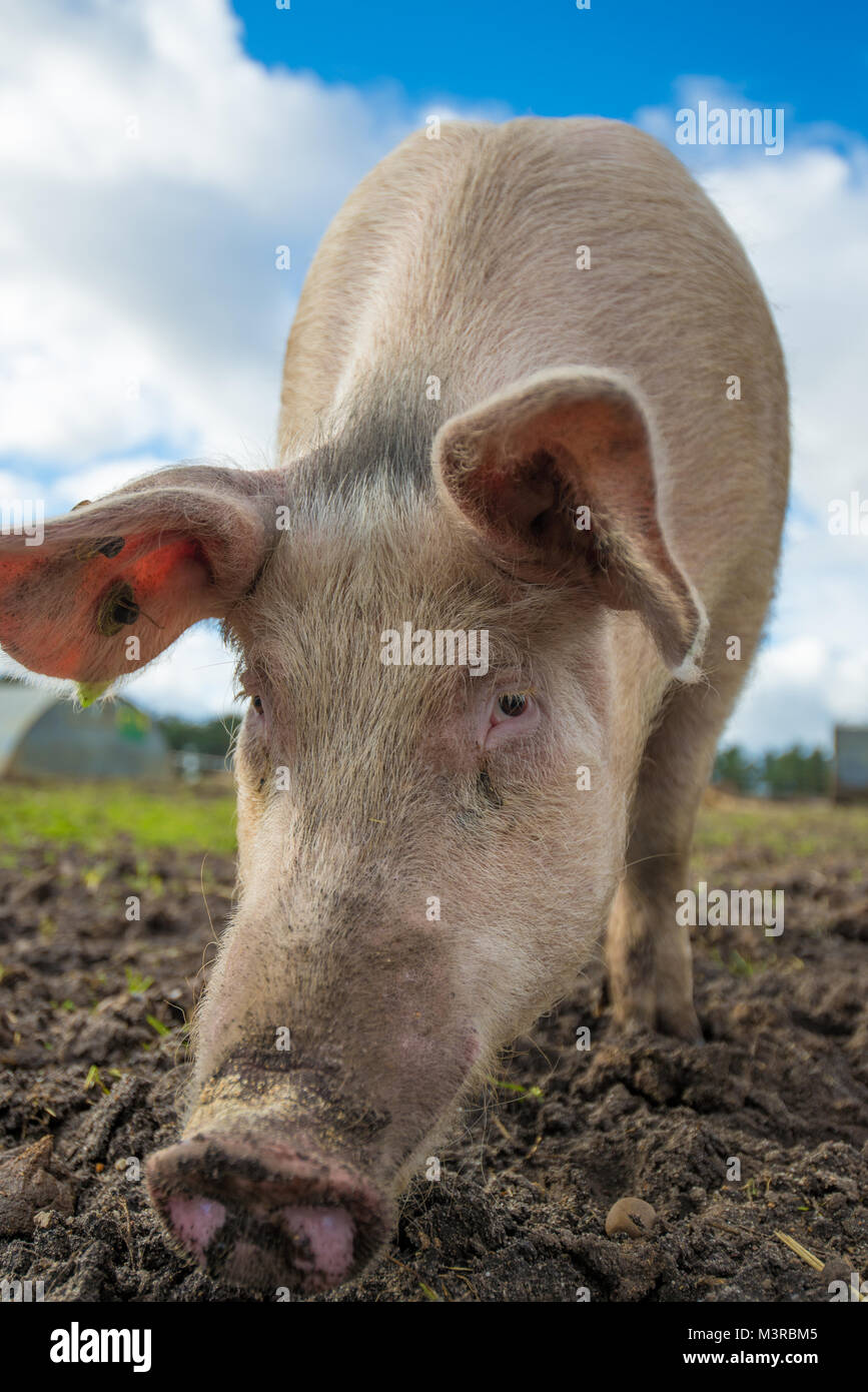 Happy pig on an organic farm in the UK Stock Photo - Alamy
