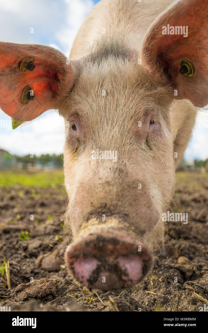 Happy pig on an organic farm in the UK Stock Photo - Alamy