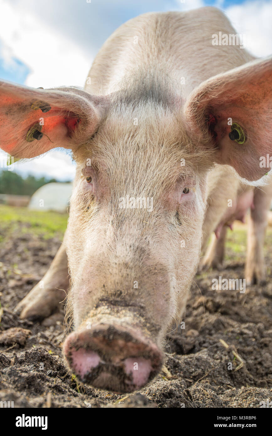 Happy pig on an organic farm in the UK Stock Photo - Alamy