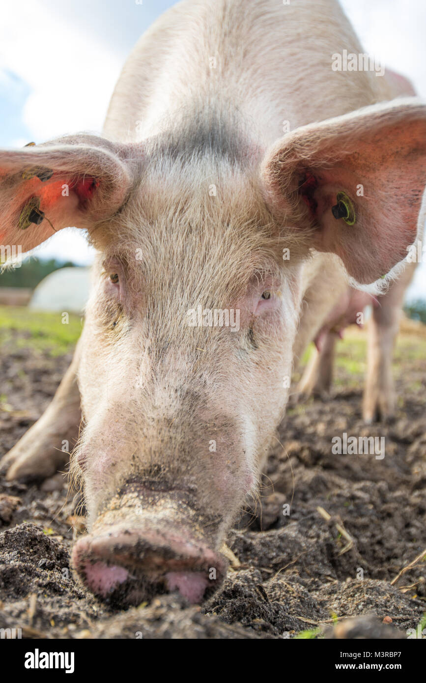Happy pig on an organic farm in the UK Stock Photo - Alamy