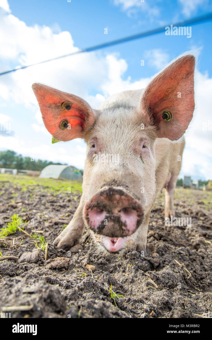 Happy pig on an organic farm in the UK Stock Photo - Alamy