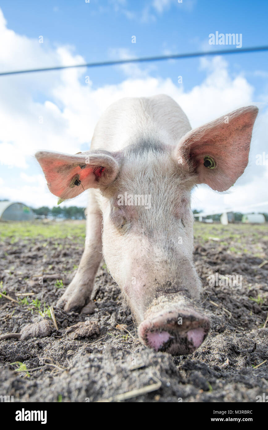 Happy pig on an organic farm in the UK Stock Photo - Alamy