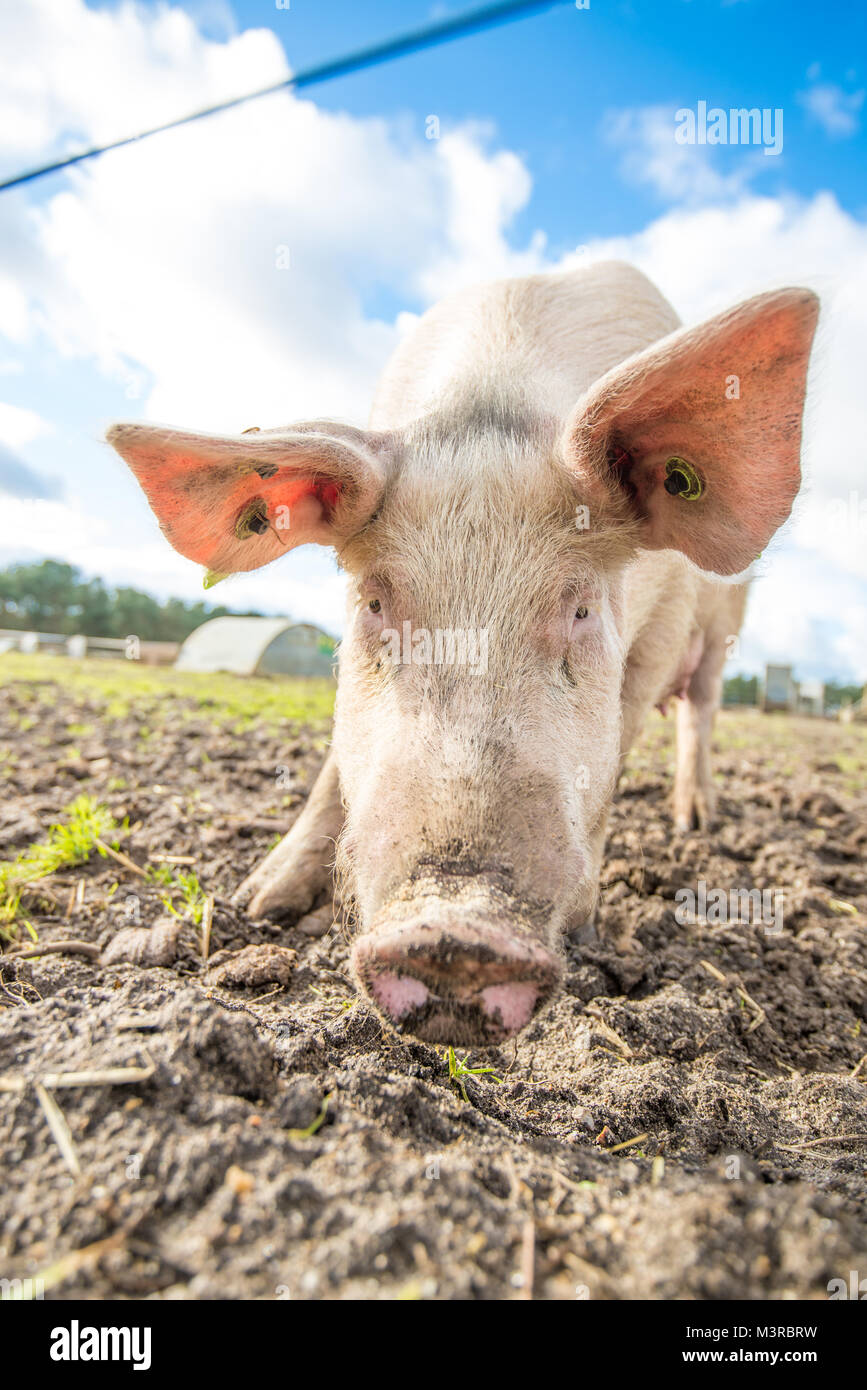 Happy pig on an organic farm in the UK Stock Photo - Alamy