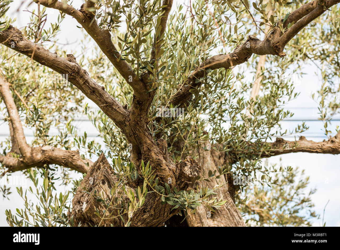 View of a big olive grove with aged olive trees Stock Photo - Alamy