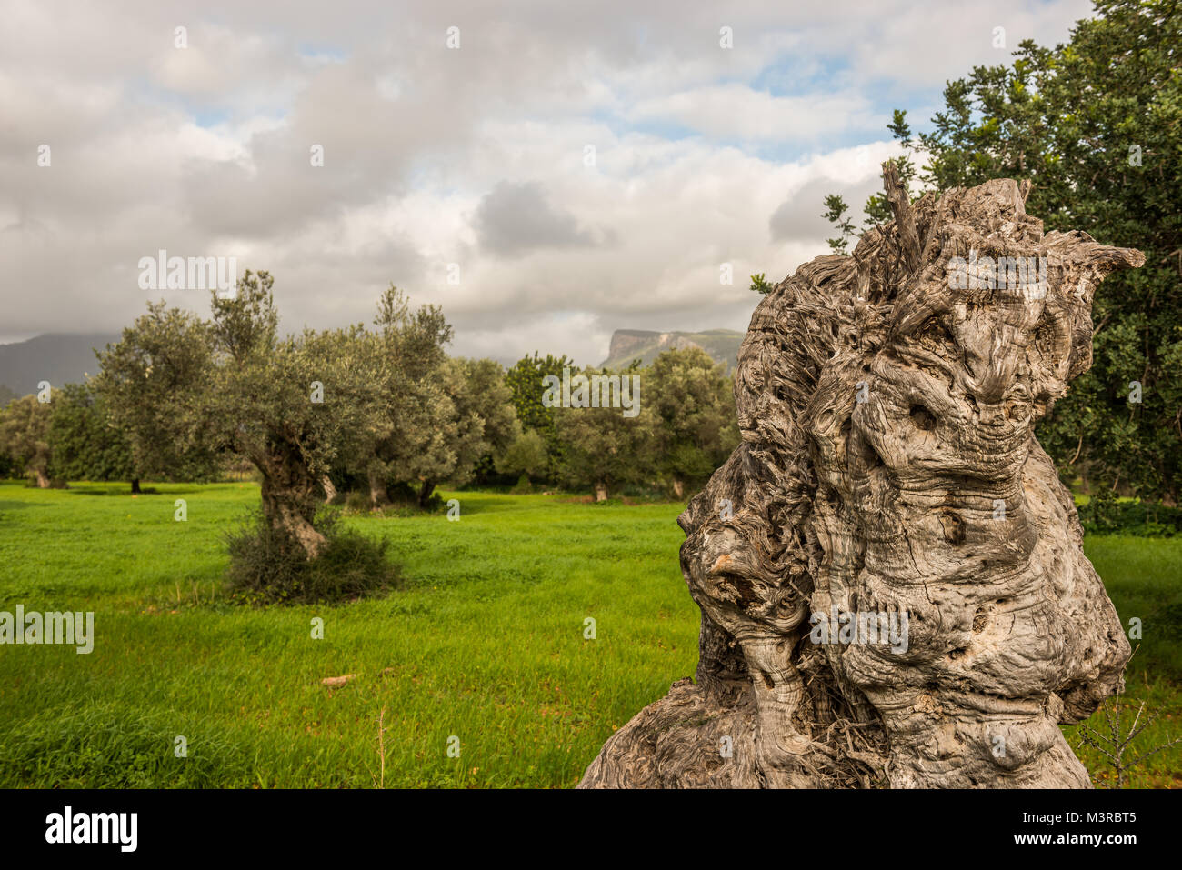 View of a big olive grove with many aged olive trees Stock Photo - Alamy